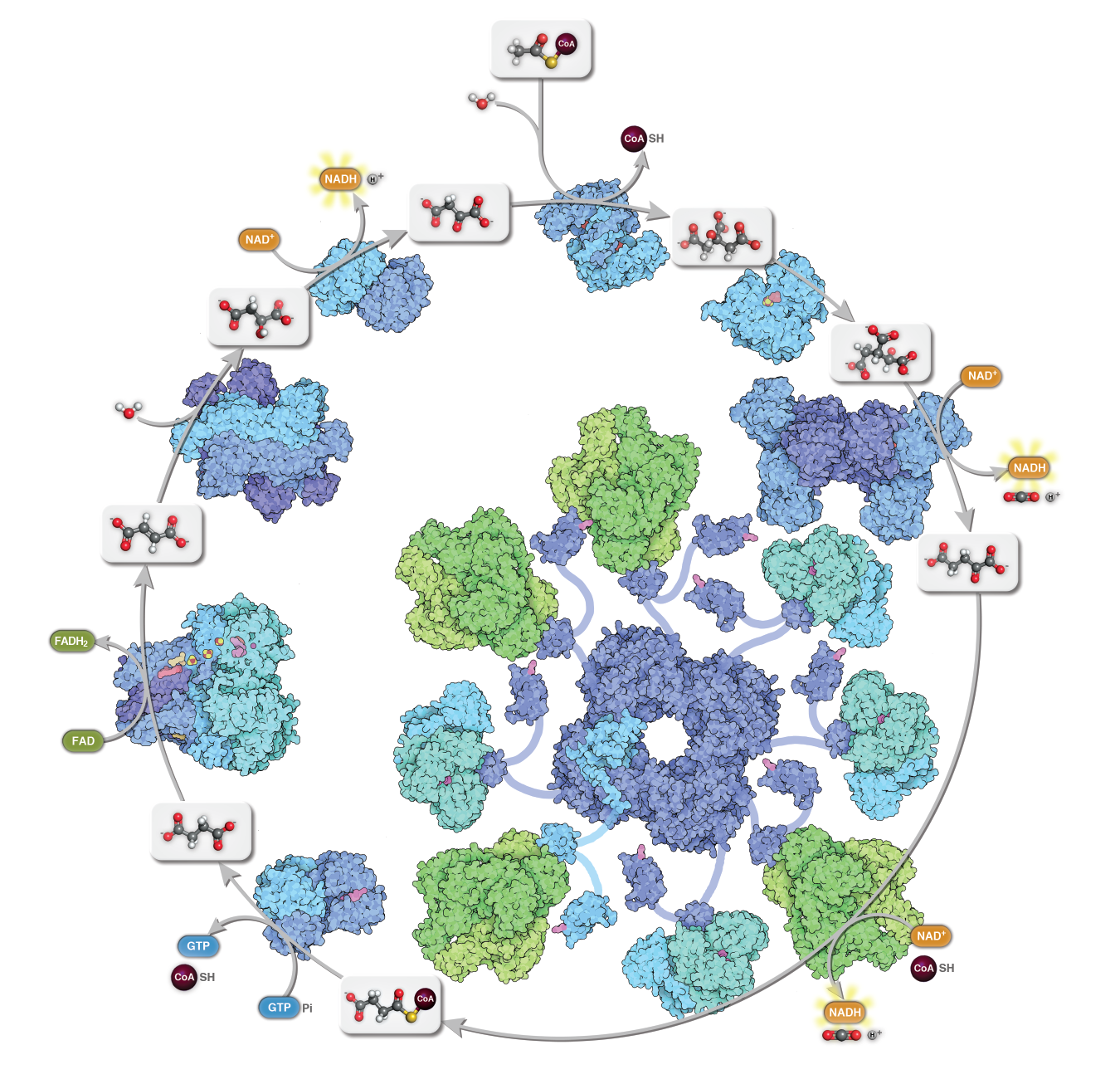 cropped-krebs.png – Brunk Lab