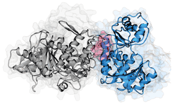 Our Research – Brunk Lab